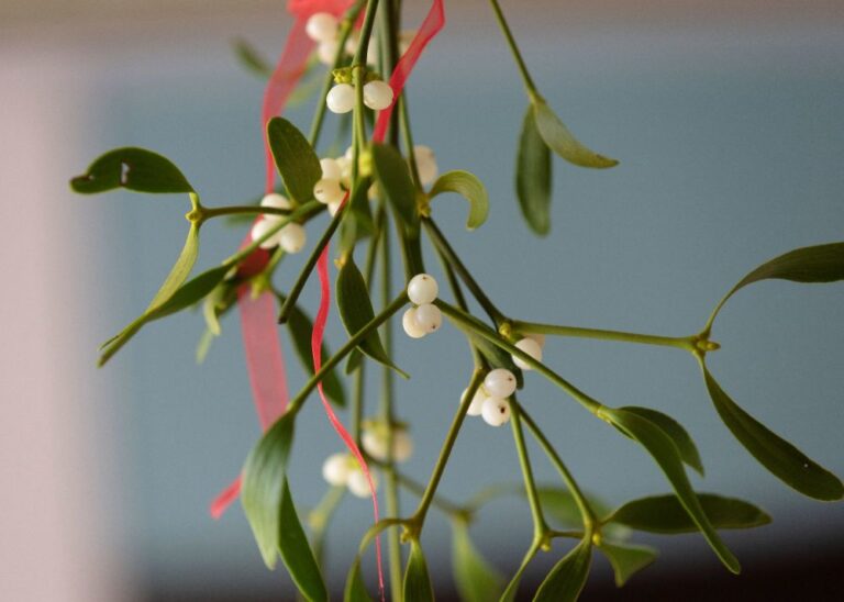Wreaths, Garlands, Mistletoe and Flowers on A Little Bird - An Insiders ...